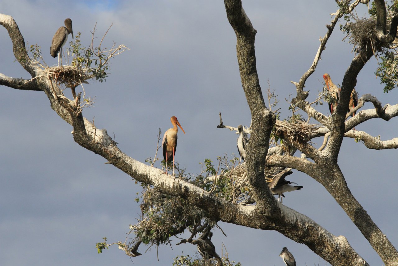 Leopards Everywhere : South Luangwa June 2019 : Nkwali, Nsefu, Tafika ...