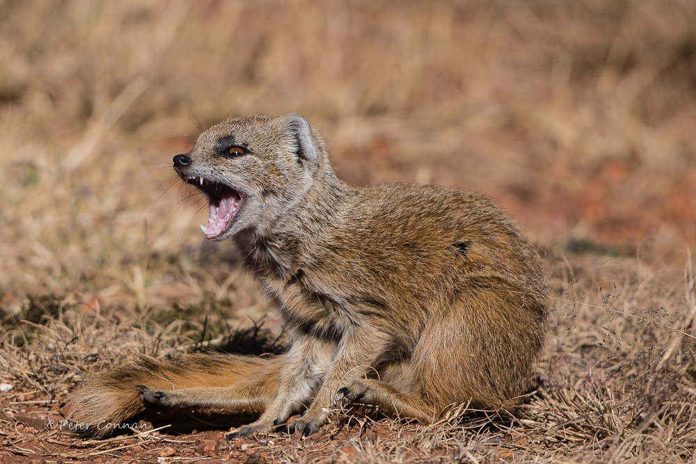 Meerkat saying "hello"... - Your Africa images - Safaritalk