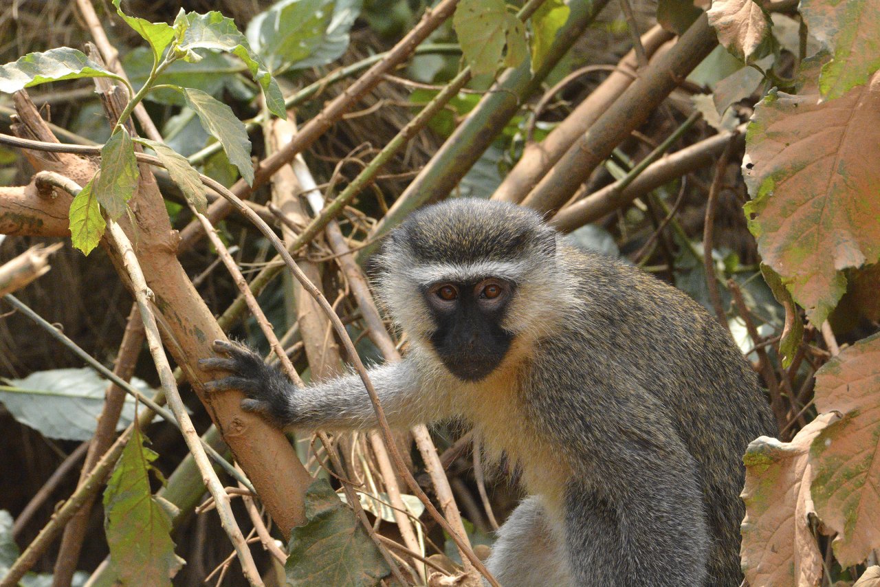 Show us your savanna monkeys - vervet, grivet, tantalus, green and Bale ...