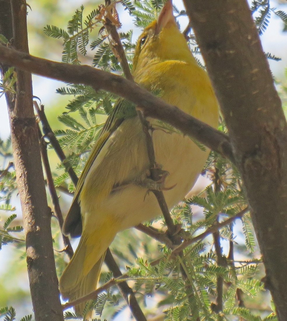 Mashatu Trip ID Thread - Africa birds - Safaritalk