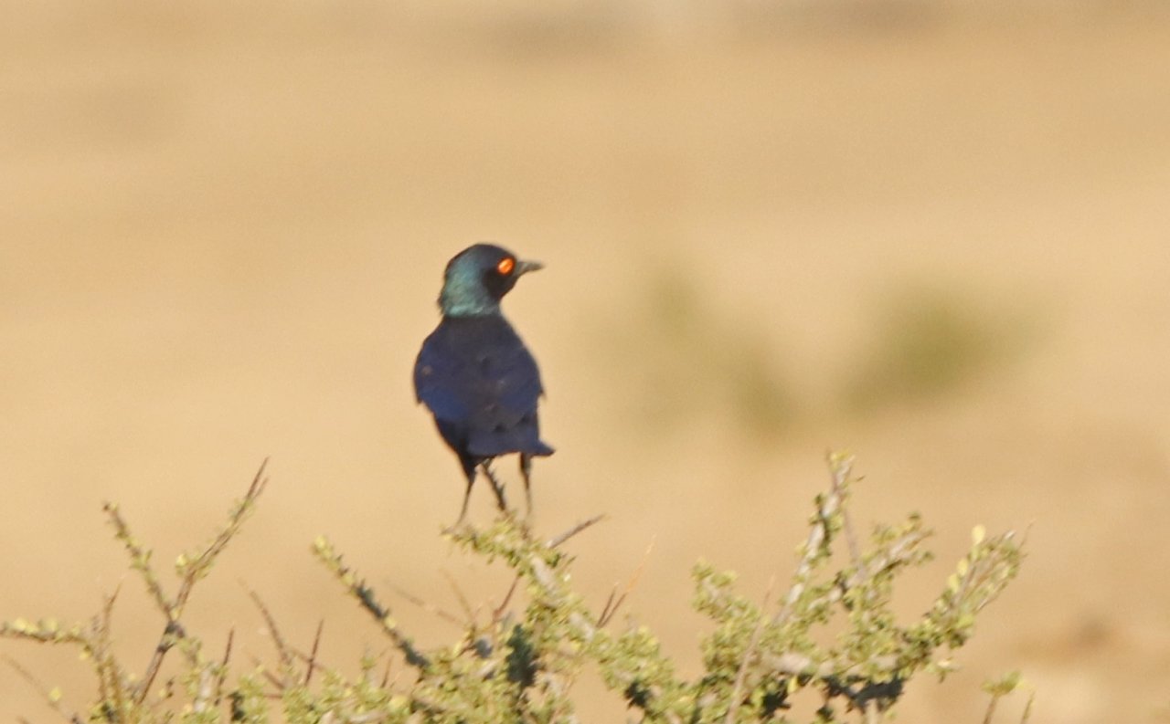 Mashatu Trip ID Thread - Page 2 - Africa birds - Safaritalk