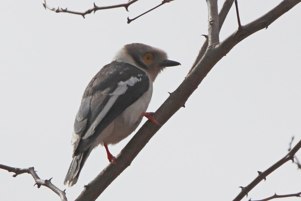 Mashatu Trip ID Thread - Africa birds - Safaritalk