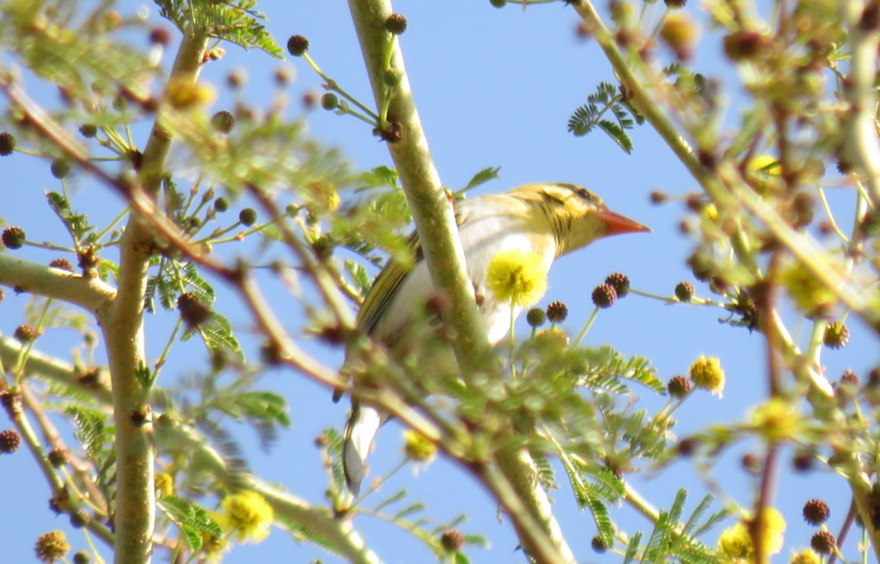 Mashatu Trip ID Thread - Africa birds - Safaritalk