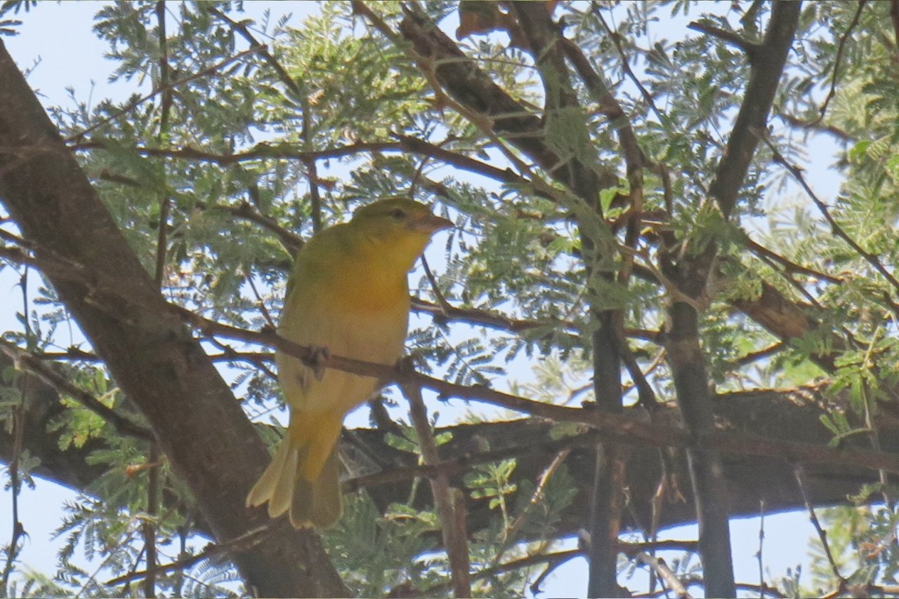 Mashatu Trip ID Thread - Africa birds - Safaritalk