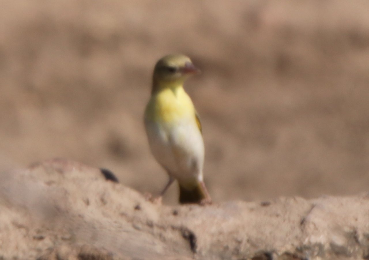 Mashatu Trip ID Thread - Africa birds - Safaritalk