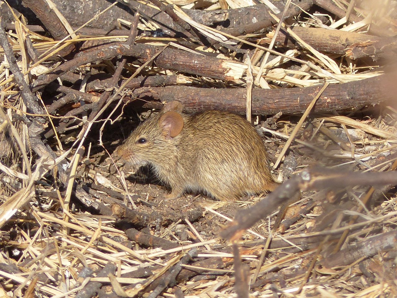 Show us your mice - Wildlife images from around the world - Safaritalk