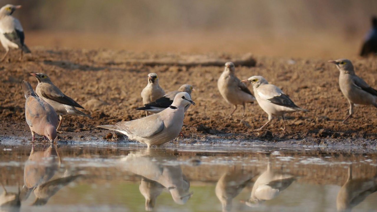 Mashatu Trip ID Thread - Page 2 - Africa birds - Safaritalk