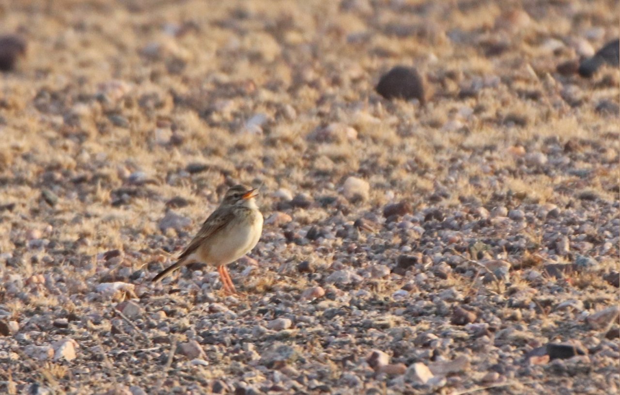 Mashatu Trip ID Thread - Africa birds - Safaritalk