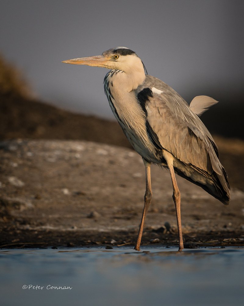SA Birding spot: Zibulo - Birding - Safaritalk