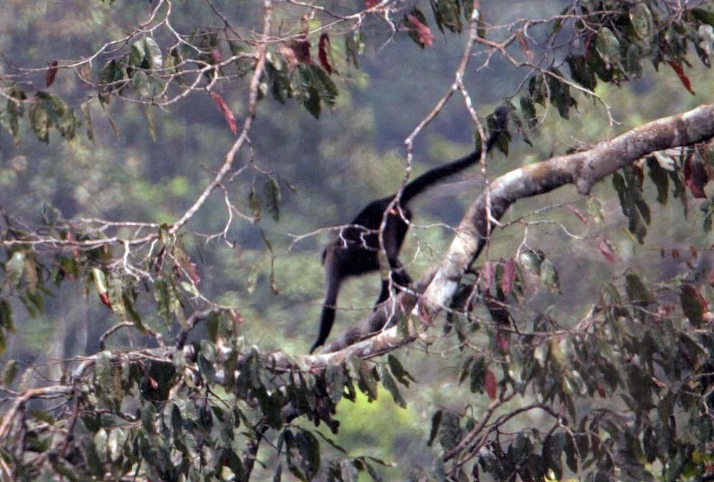 Show us your mangabeys and kipunji monkeys - Your Africa images ...