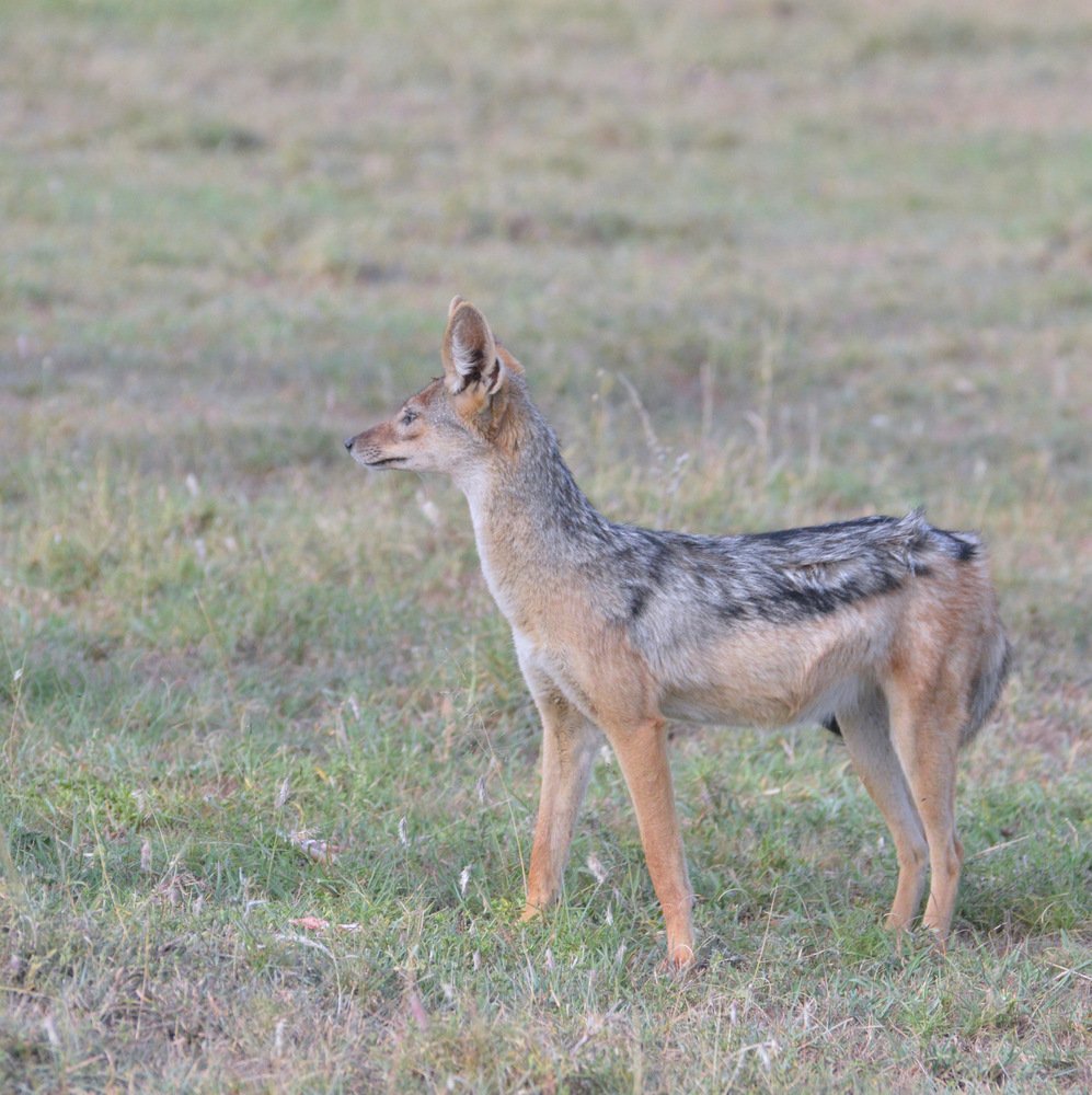 A tribute to canids worldwide - Wildlife images from around the world ...