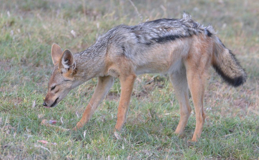 A tribute to canids worldwide - Wildlife images from around the world ...