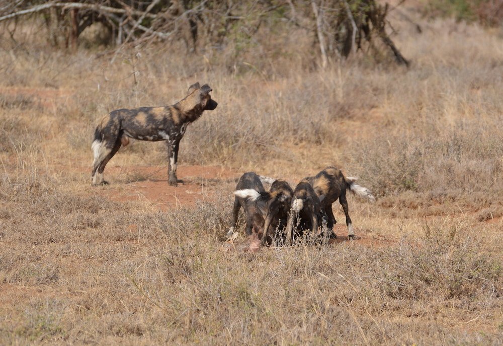 A tribute to canids worldwide - Wildlife images from around the world ...