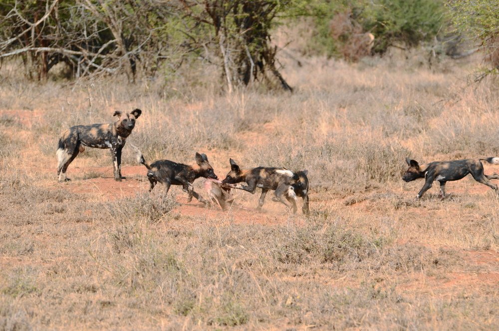 A tribute to canids worldwide - Wildlife images from around the world ...