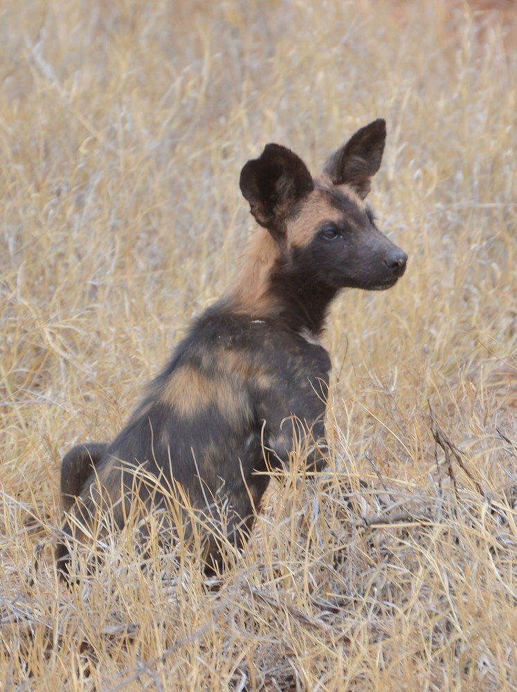 A tribute to canids worldwide - Wildlife images from around the world ...