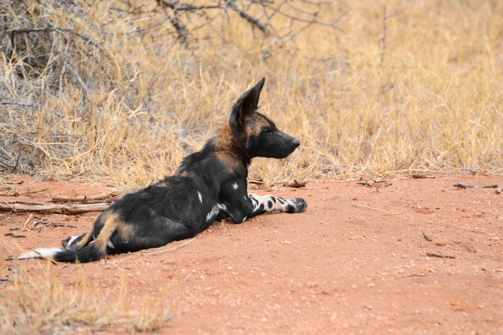 A tribute to canids worldwide - Wildlife images from around the world ...
