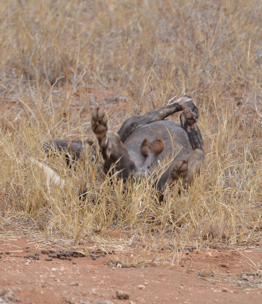 A tribute to canids worldwide - Wildlife images from around the world ...