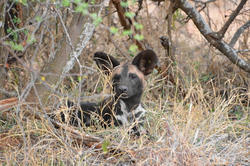 A tribute to canids worldwide - Wildlife images from around the world ...