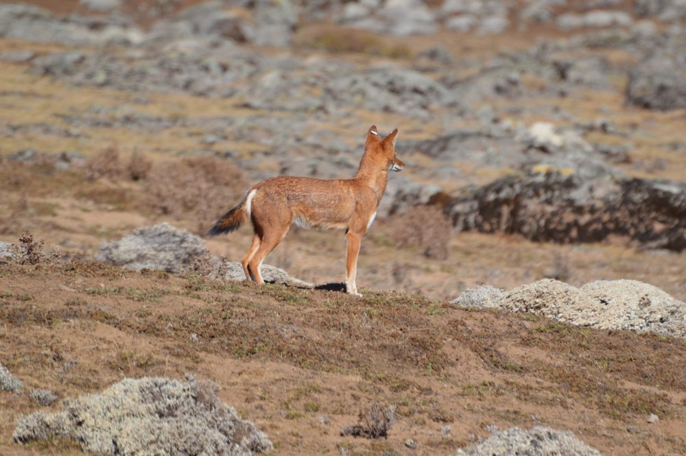 A tribute to canids worldwide - Wildlife images from around the world ...