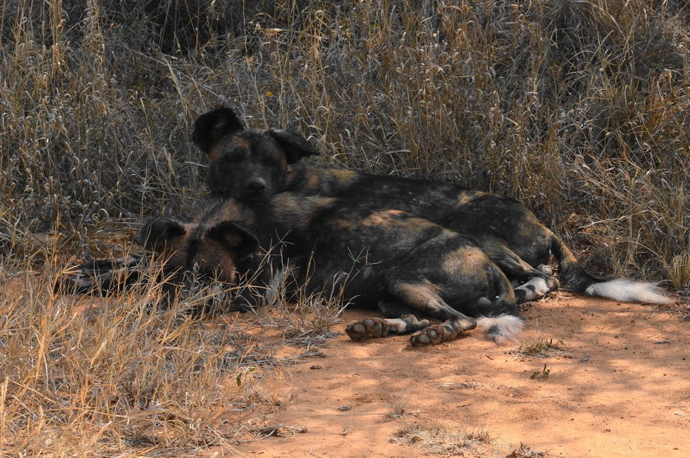 A tribute to canids worldwide - Wildlife images from around the world ...