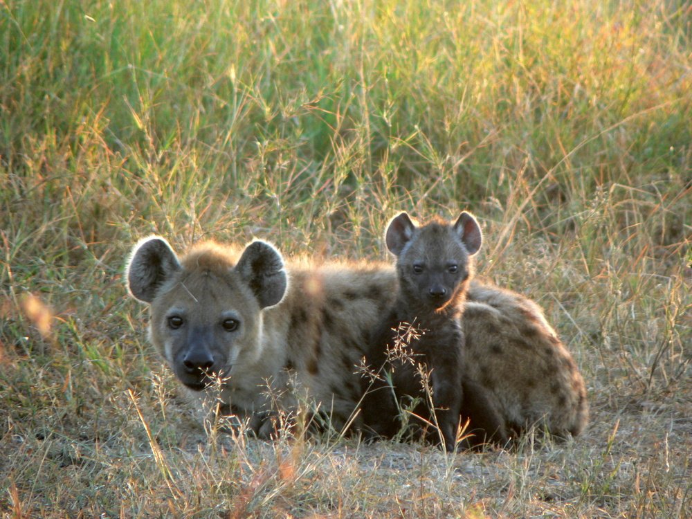 A tribute to canids worldwide - Wildlife images from around the world ...