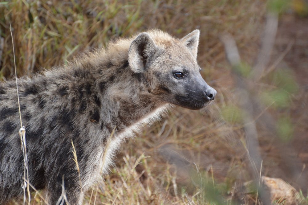 A tribute to canids worldwide - Wildlife images from around the world ...