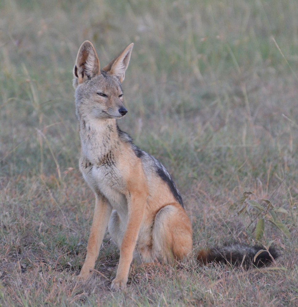 A tribute to canids worldwide - Wildlife images from around the world ...