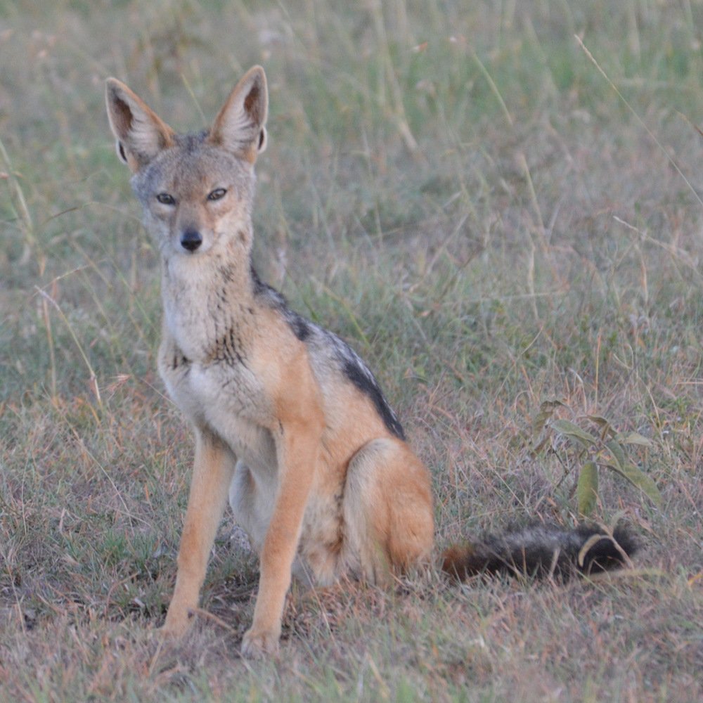 A tribute to canids worldwide - Wildlife images from around the world ...