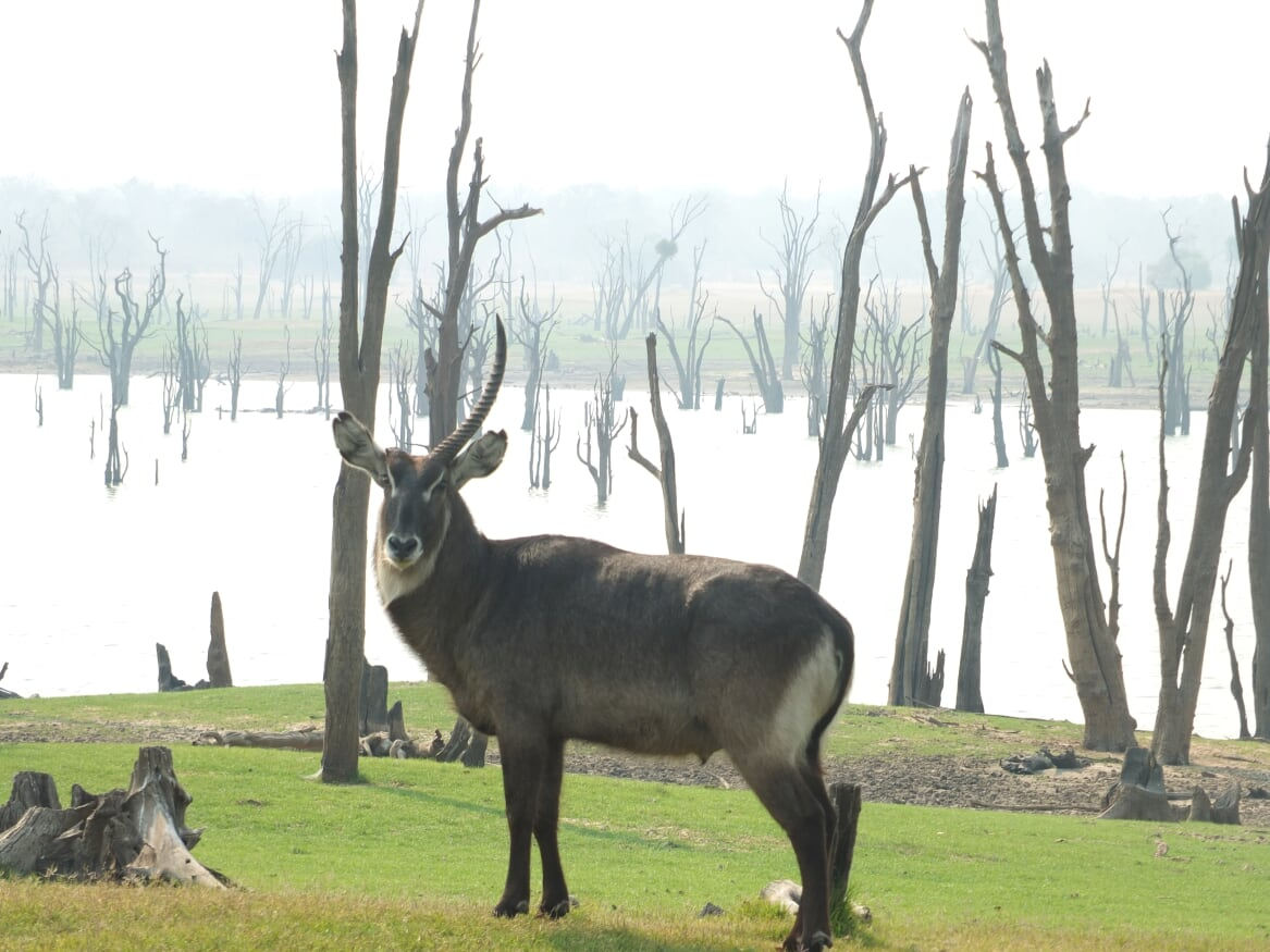 An altogether memorable trip to Kafue NP - Zambia - Safaritalk