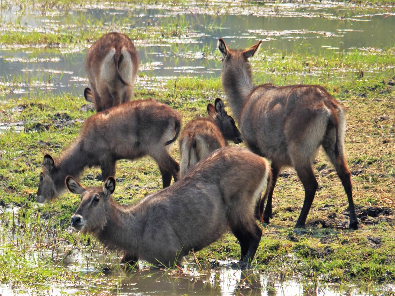An altogether memorable trip to Kafue NP - Page 3 - Zambia - Safaritalk