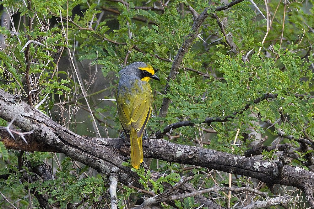 KwaZulu-Natal February 2019: sea, mountains, and birds in between ...