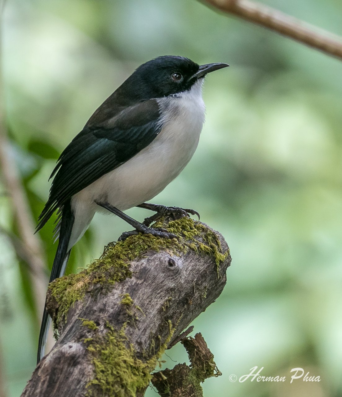 Kit & Herman Year 2 - Page 38 - Big Year 2019 - Safaritalk