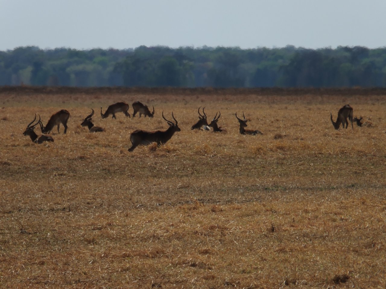 An altogether memorable trip to Kafue NP - Zambia - Safaritalk