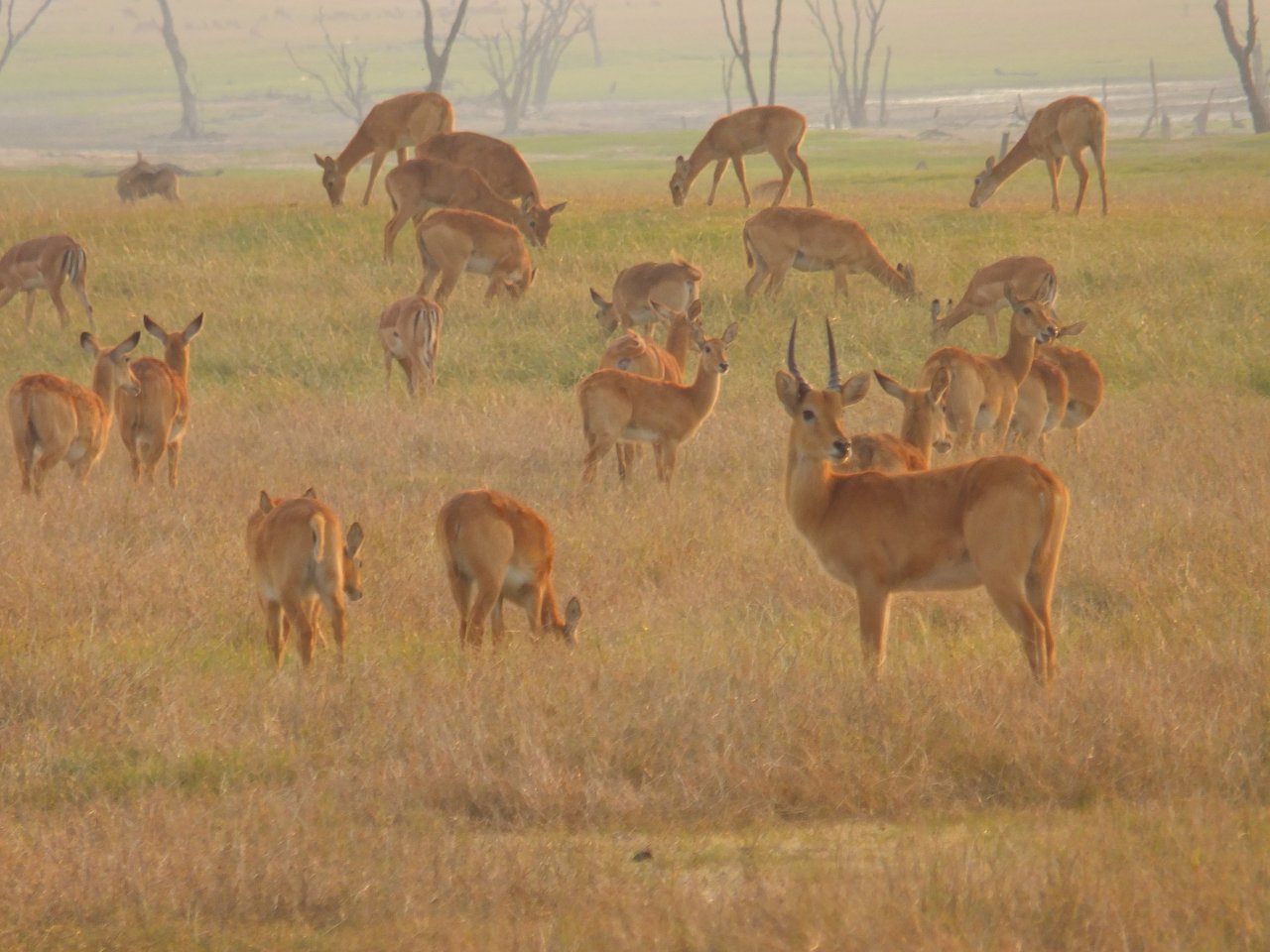 An altogether memorable trip to Kafue NP - Page 3 - Zambia - Safaritalk
