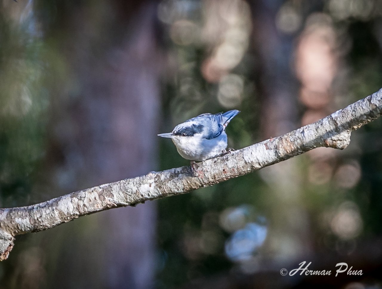 Kit & Herman Year 2 - Page 39 - Big Year 2019 - Safaritalk