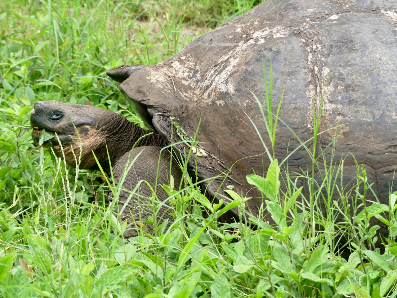 The Galapagos May 2019 - Worldwide - Safaritalk