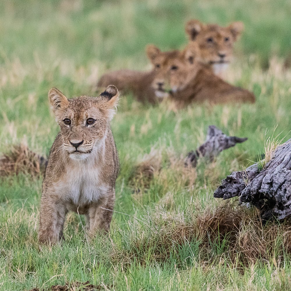 BOTSWANA NOV 2019 - Part 3 (Chobe National Park) - Botswana - Safaritalk