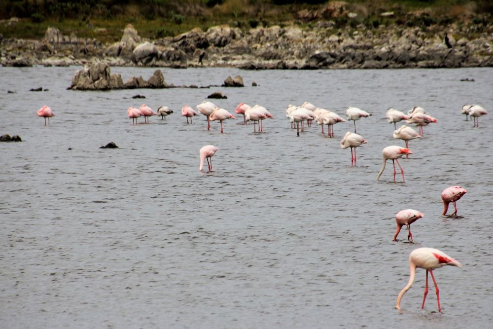 Cape Town – Wildlife Abounds, Even Where You Least Expect It - South ...