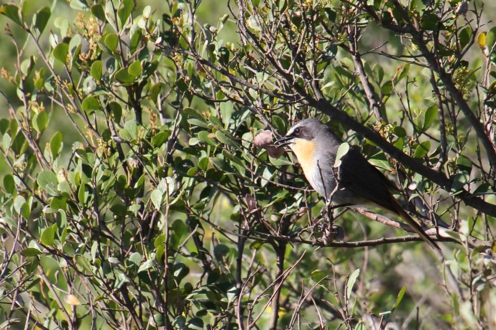 Cape Town – Wildlife Abounds, Even Where You Least Expect It - South ...