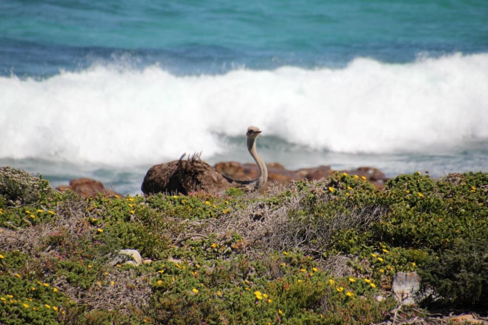 Cape Town – Wildlife Abounds, Even Where You Least Expect It - South ...