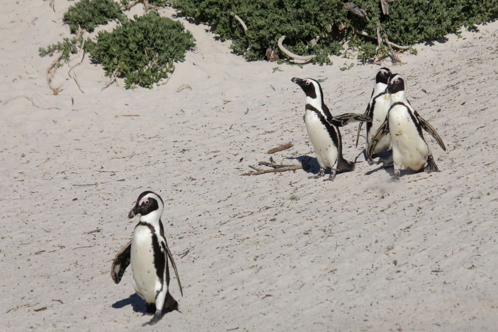 Cape Town – Wildlife Abounds, Even Where You Least Expect It - South ...