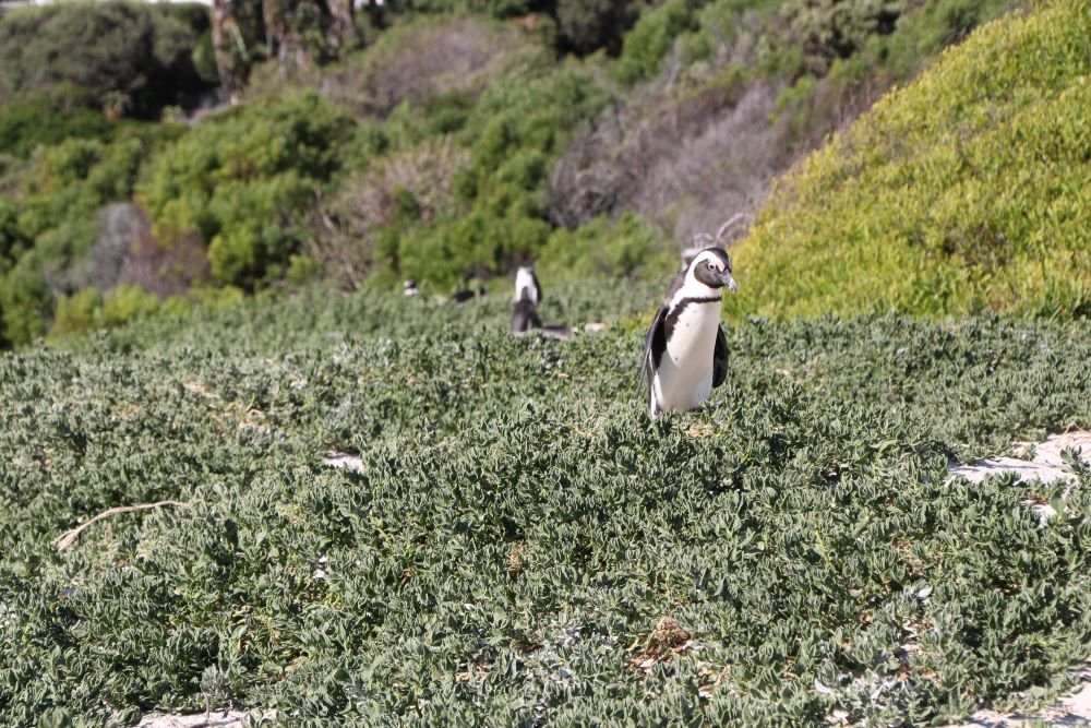 Cape Town – Wildlife Abounds, Even Where You Least Expect It - South ...