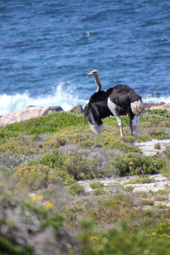Cape Town – Wildlife Abounds, Even Where You Least Expect It - South ...