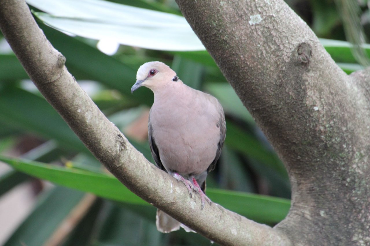Kenya - Dreams Realized - Kenya - Safaritalk