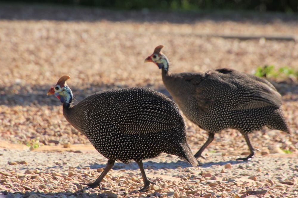 Cape Town – Wildlife Abounds, Even Where You Least Expect It - South ...