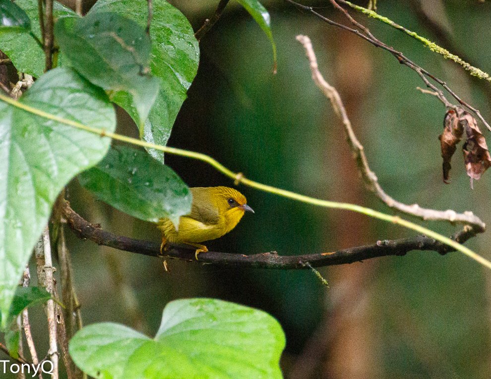 TonyQ Big Year Number 5 - Page 8 - Big Year 2020 - Safaritalk