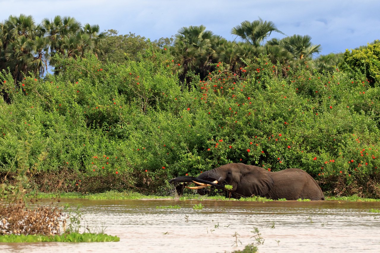 Lakes, Baobabs, Falls and Islands - Green Season in Southern Tanzania ...
