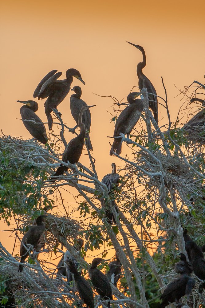 Prek Toal, Cambodia - Asia - Safaritalk