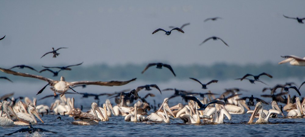 Prek Toal, Cambodia - Asia - Safaritalk