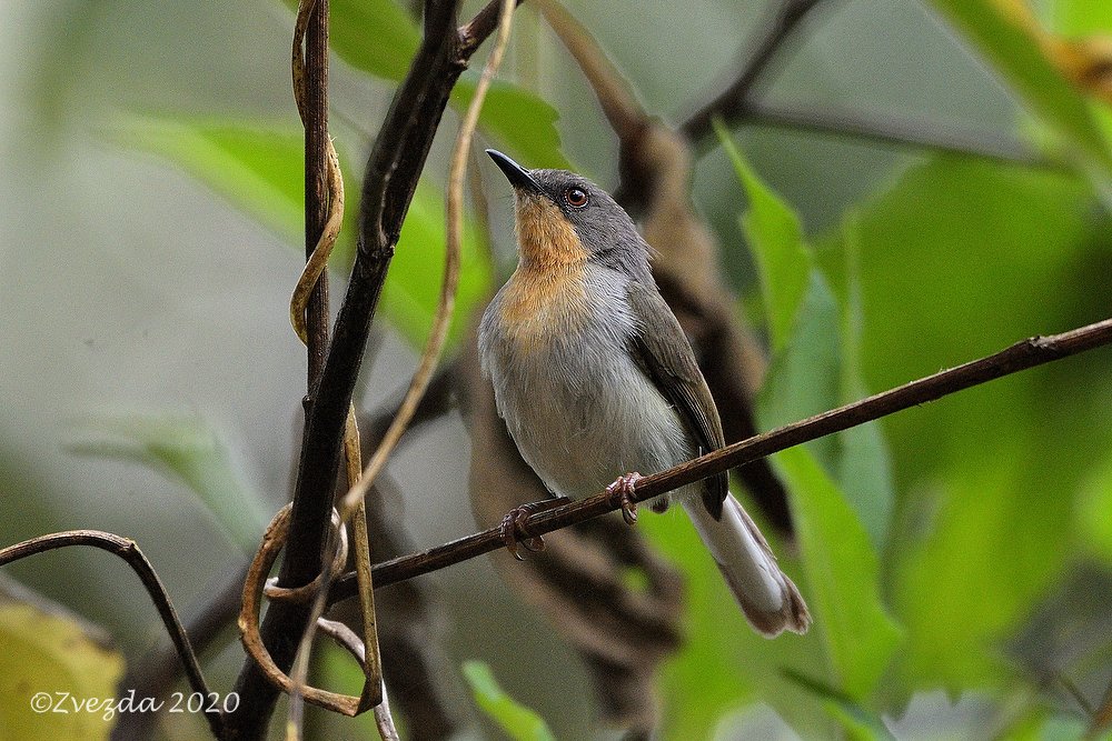 Zvezda & Alex Part V: The Hare Strikes Back - Page 20 - Big Year 2020 - Safaritalk